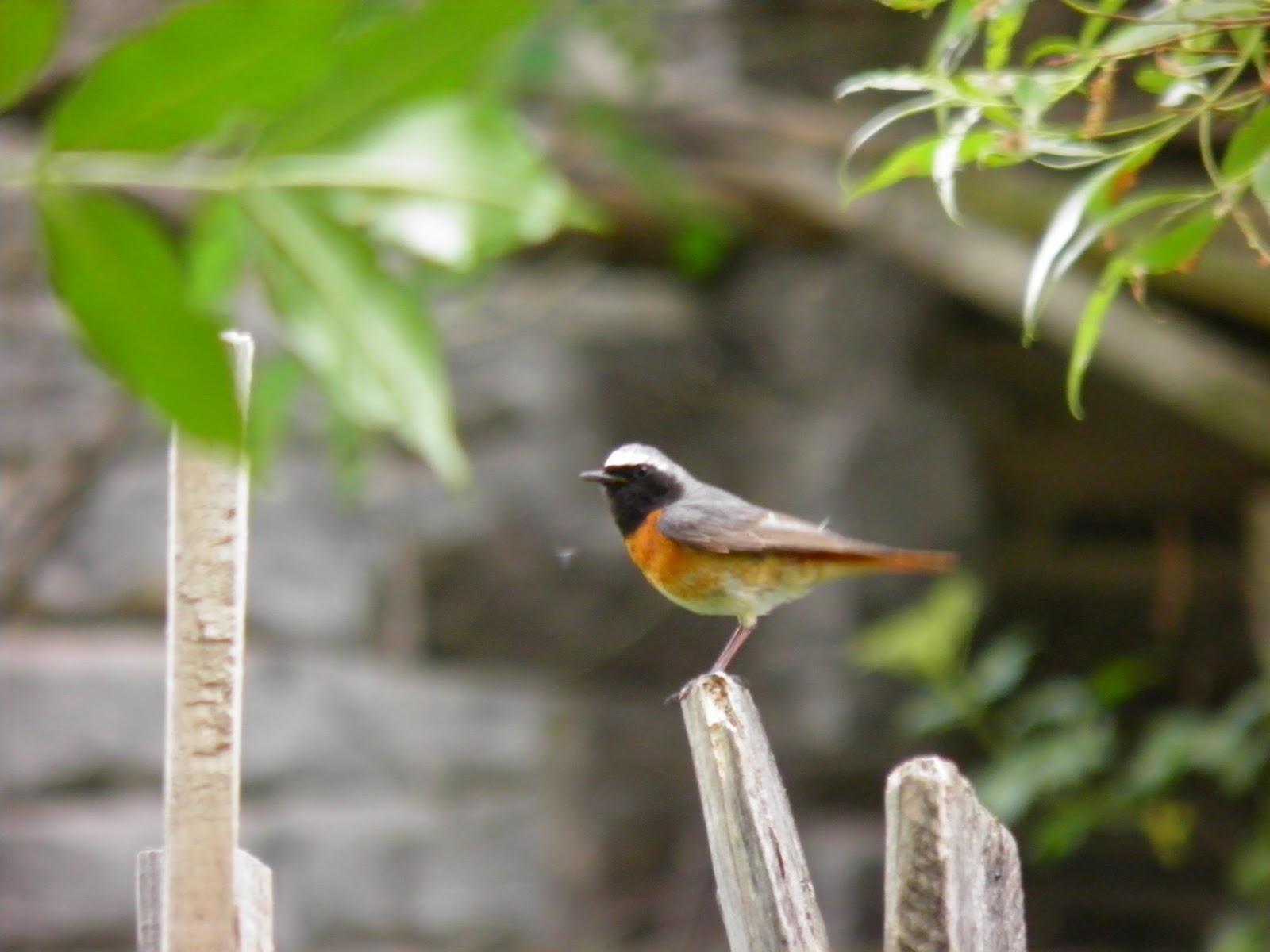 PASARI DIN ROMANIA: CODROS DE PADURE (2), Phoenicurus phoenicurus