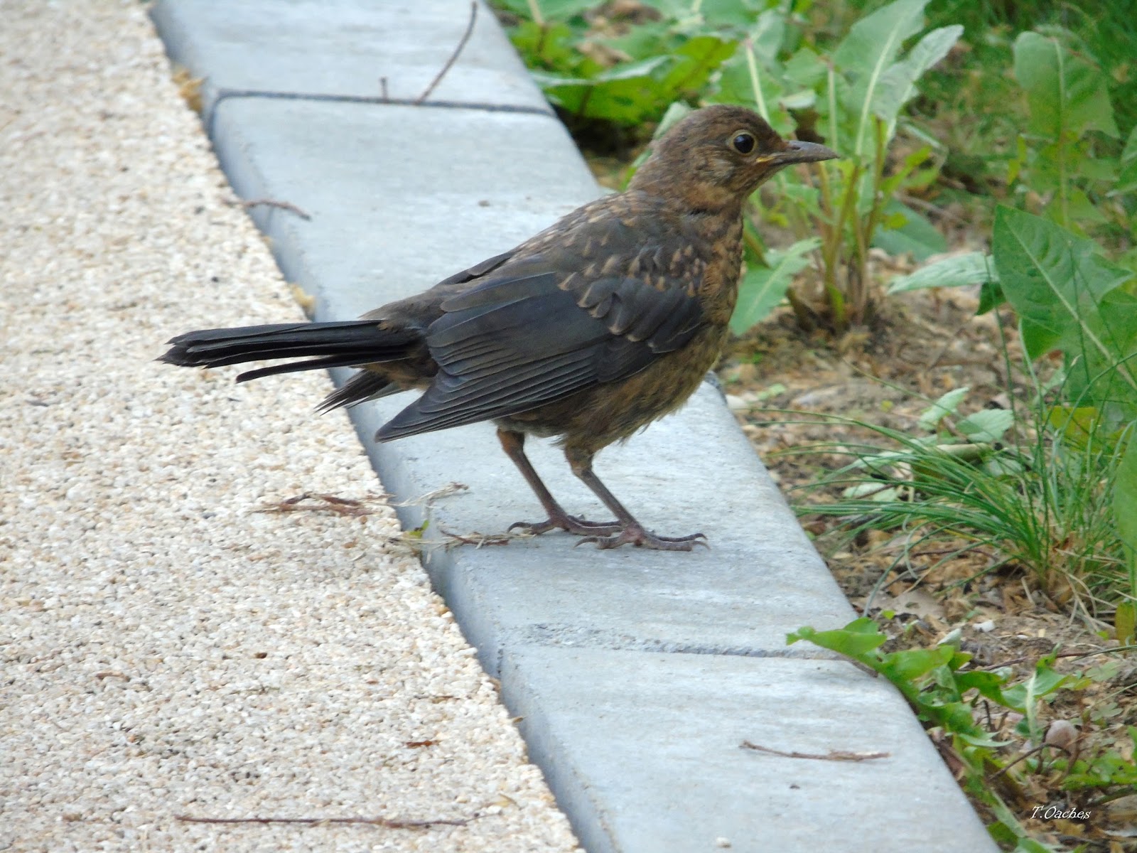 PASARI DIN ROMANIA: MIERLA (3), PUI si JUVENILI, Turdus merula