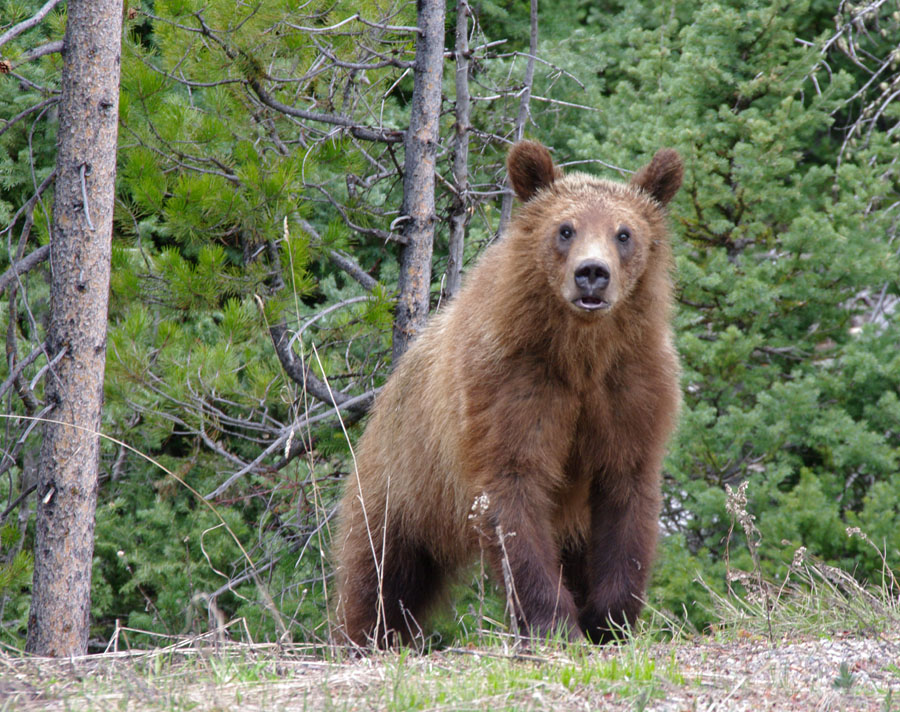 Ross Walker photography: Grizzly Encounter