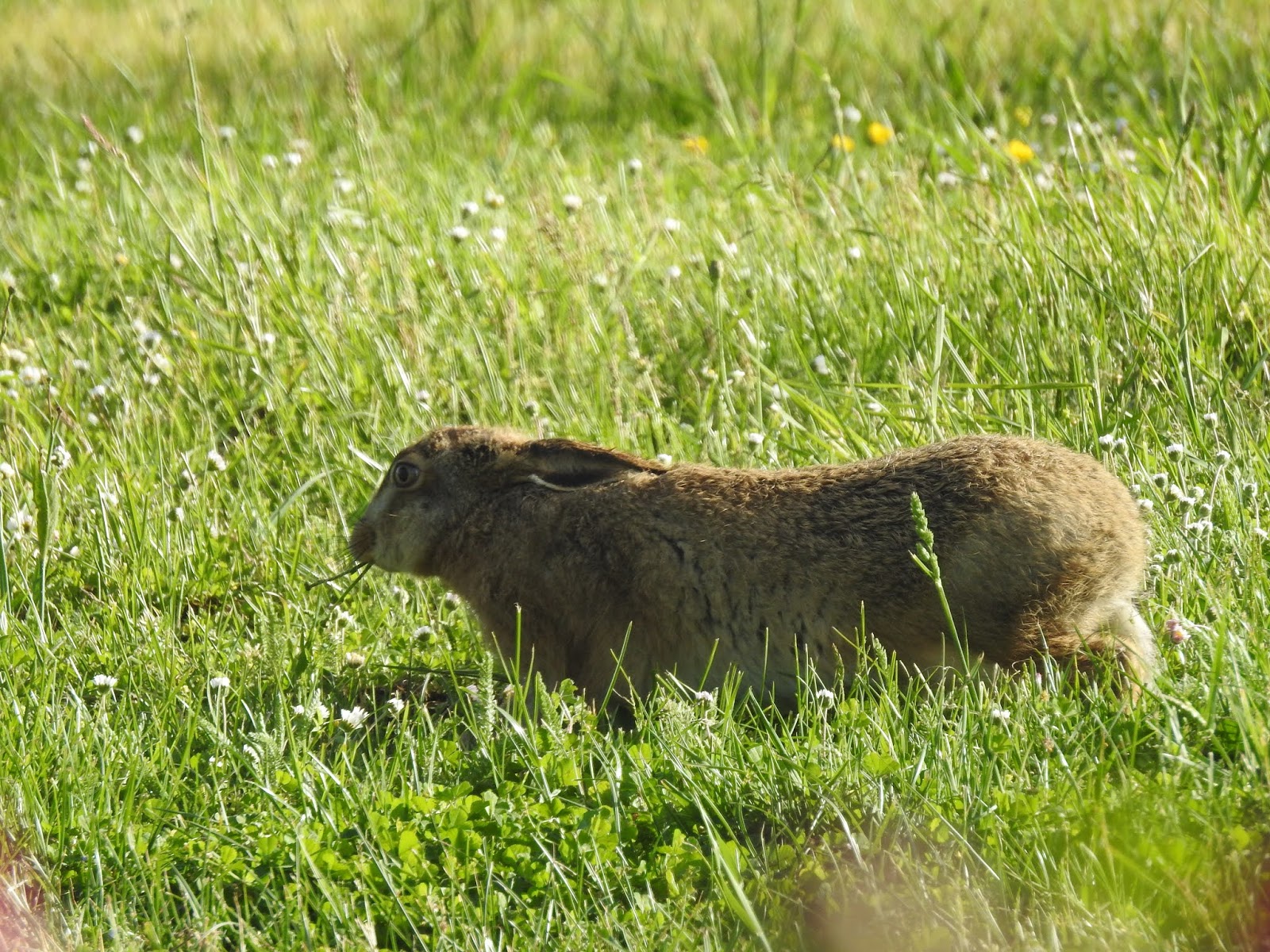 A corner of France: Fauna
