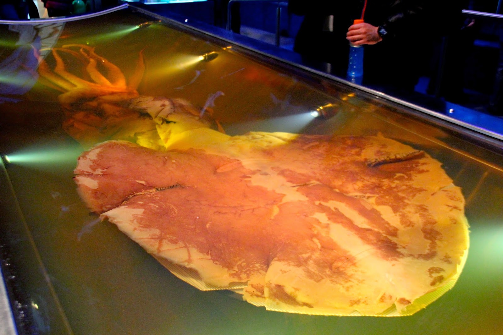 TheTrekkr: Wellington