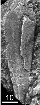 Sciency Thoughts: Hyoliths from the Early Cambrian Murray Shale of ...