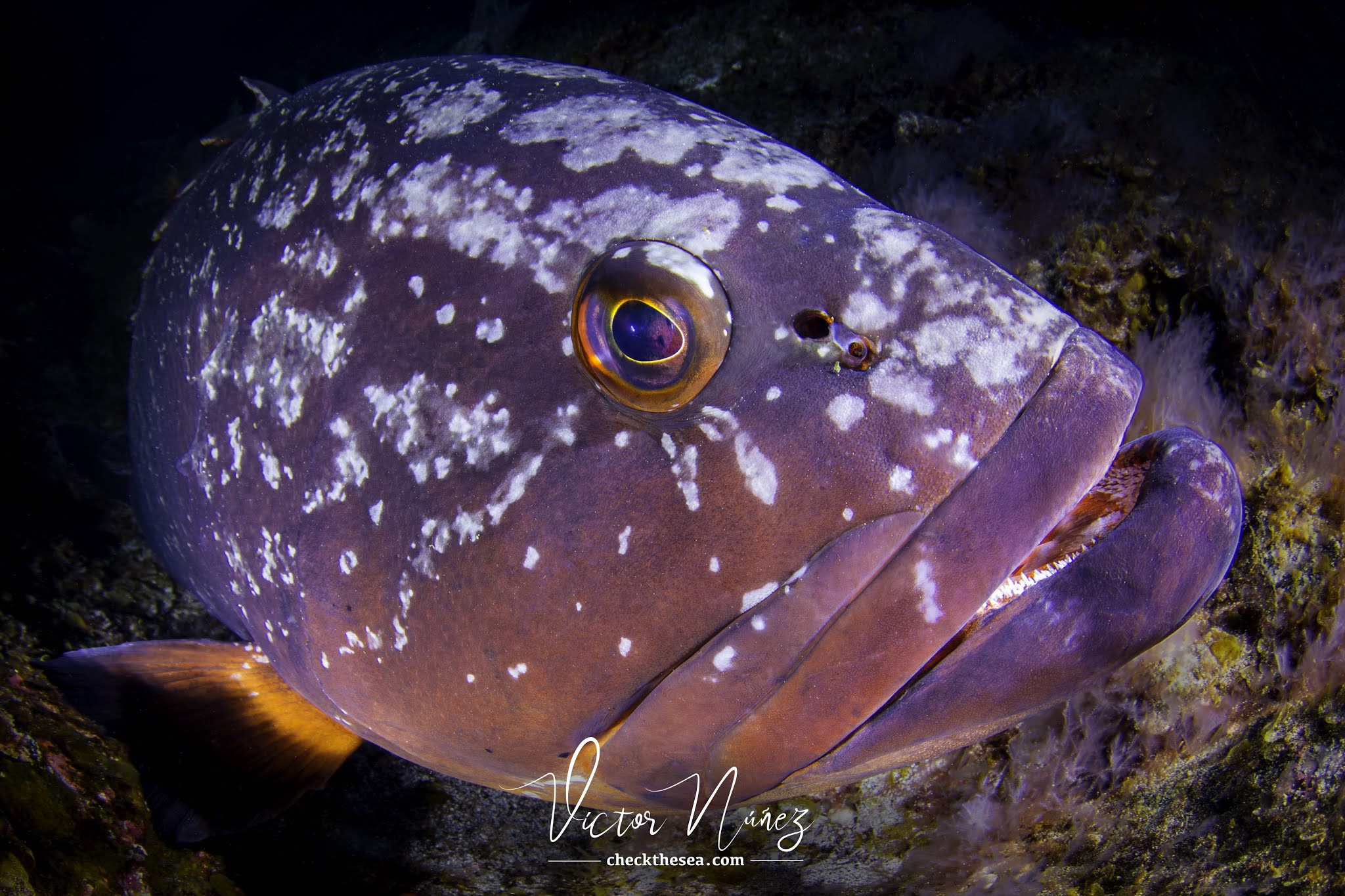 Check The Sea De Buceo Y Fotograf a Submarina De Las Islas check-the-sea-web-de-buceo-y-fotograf-a-submarina-de-las-islas