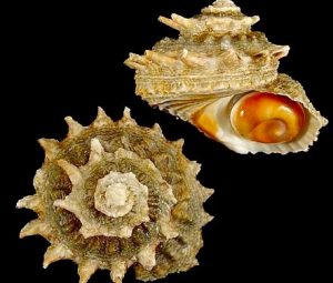 Lugar de Encuentro: 2020