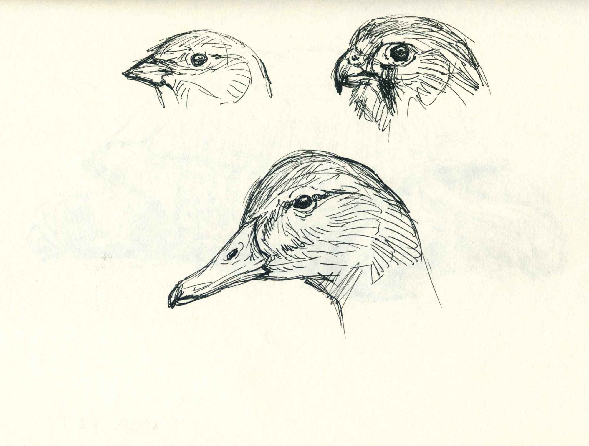 New zoo life studies