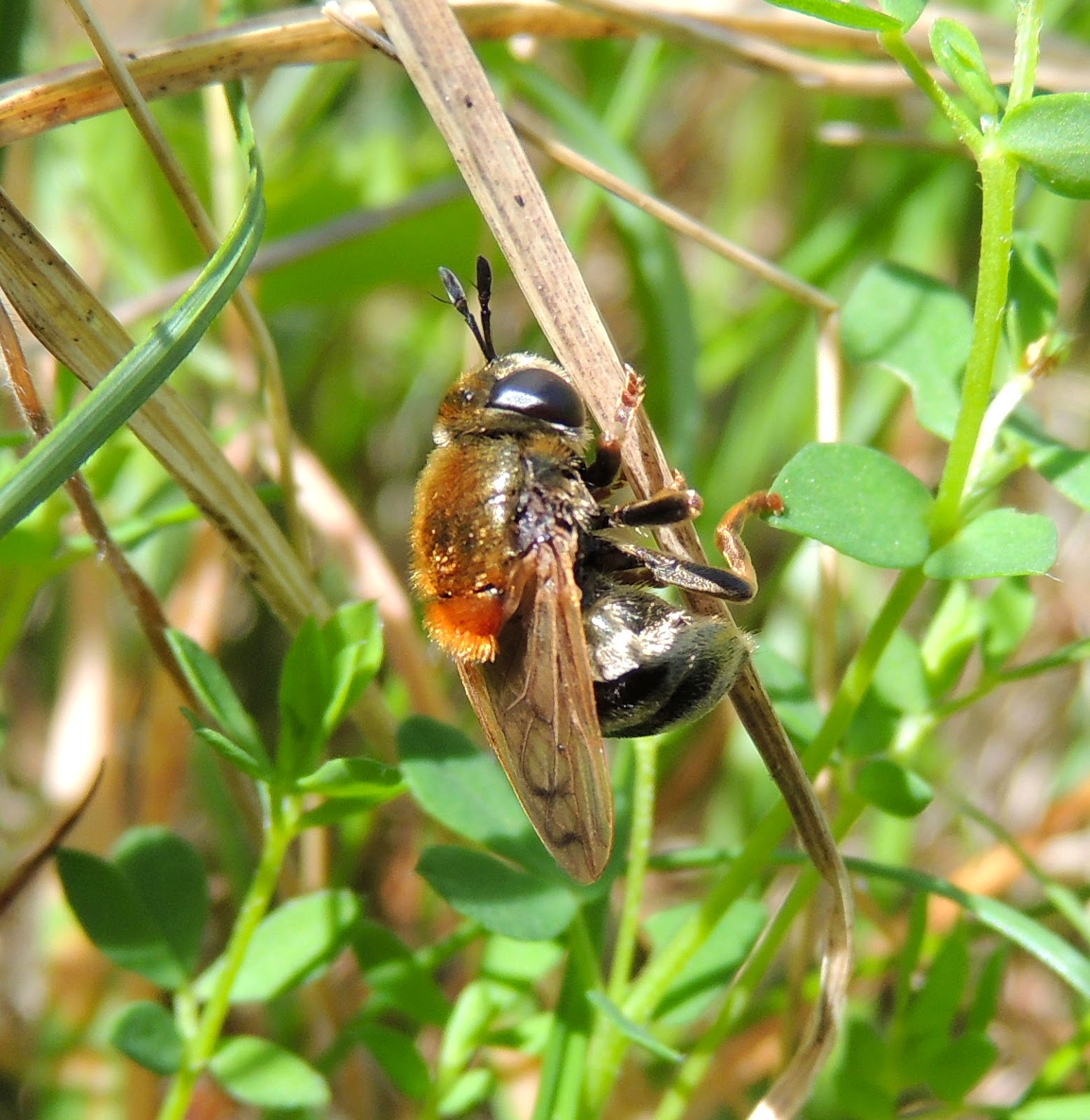SOUTH WALES HOVERFLIES: Microdon species