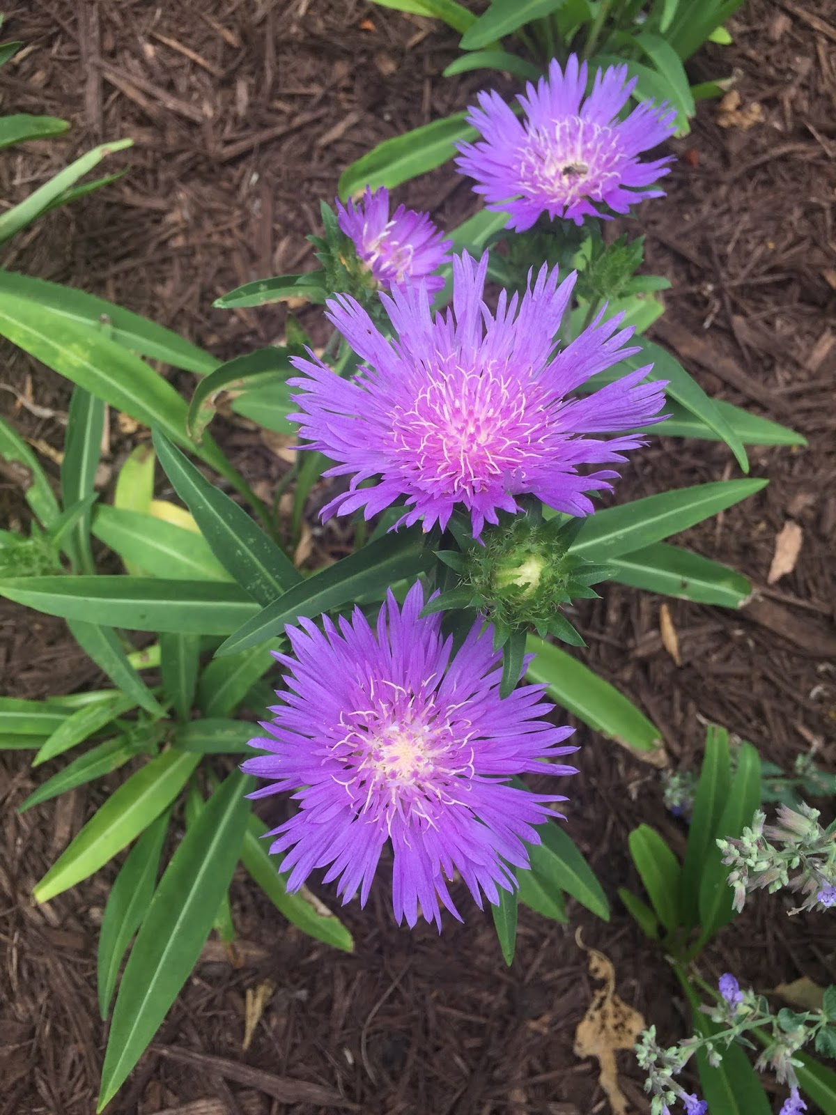 The Phytophactor: Friday Fabulous Flower - Stokesia