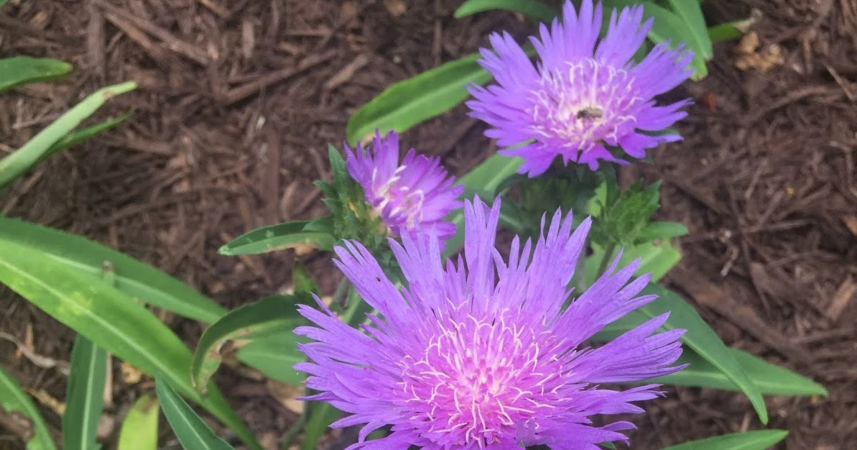 The Phytophactor: Friday Fabulous Flower - Stokesia