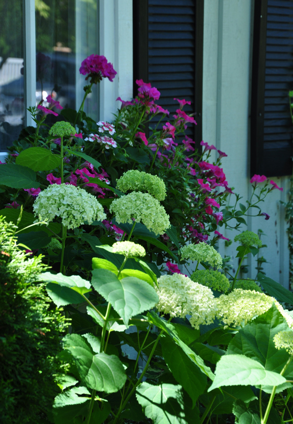 Three Dogs in a Garden: Hydrangeas: Care Basics/ Old & New Varieties