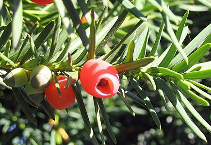 Tejo | Naturaleza asombrosa, maravillas naturales
