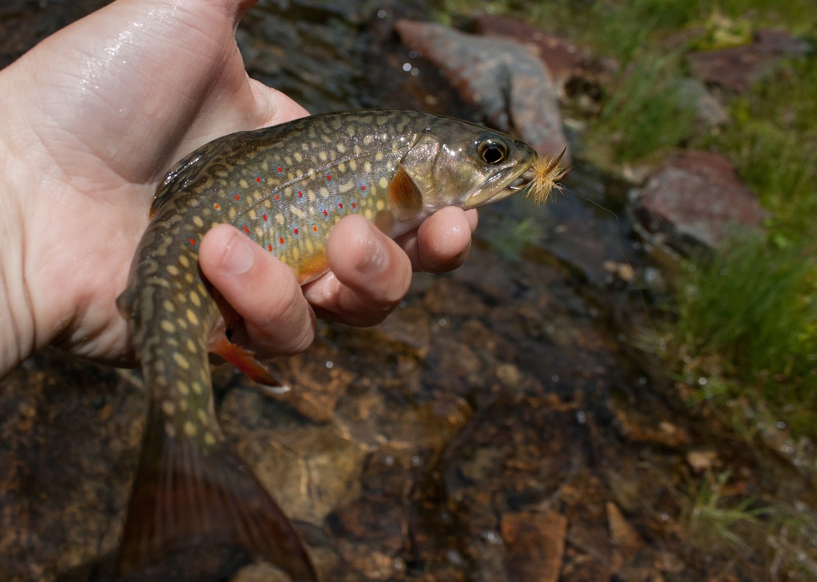 Trout Stream Day Dreams: Journey to a White Mountain Remote Pond
