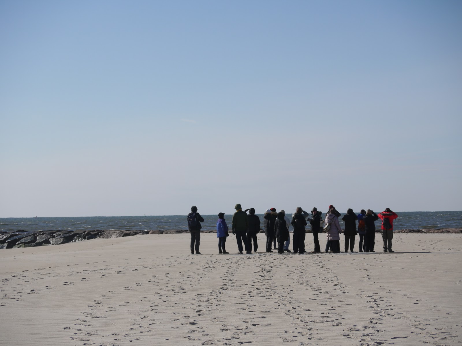 Frogma: Dunlin Murmuration, Jones Beach, 1/26/2019