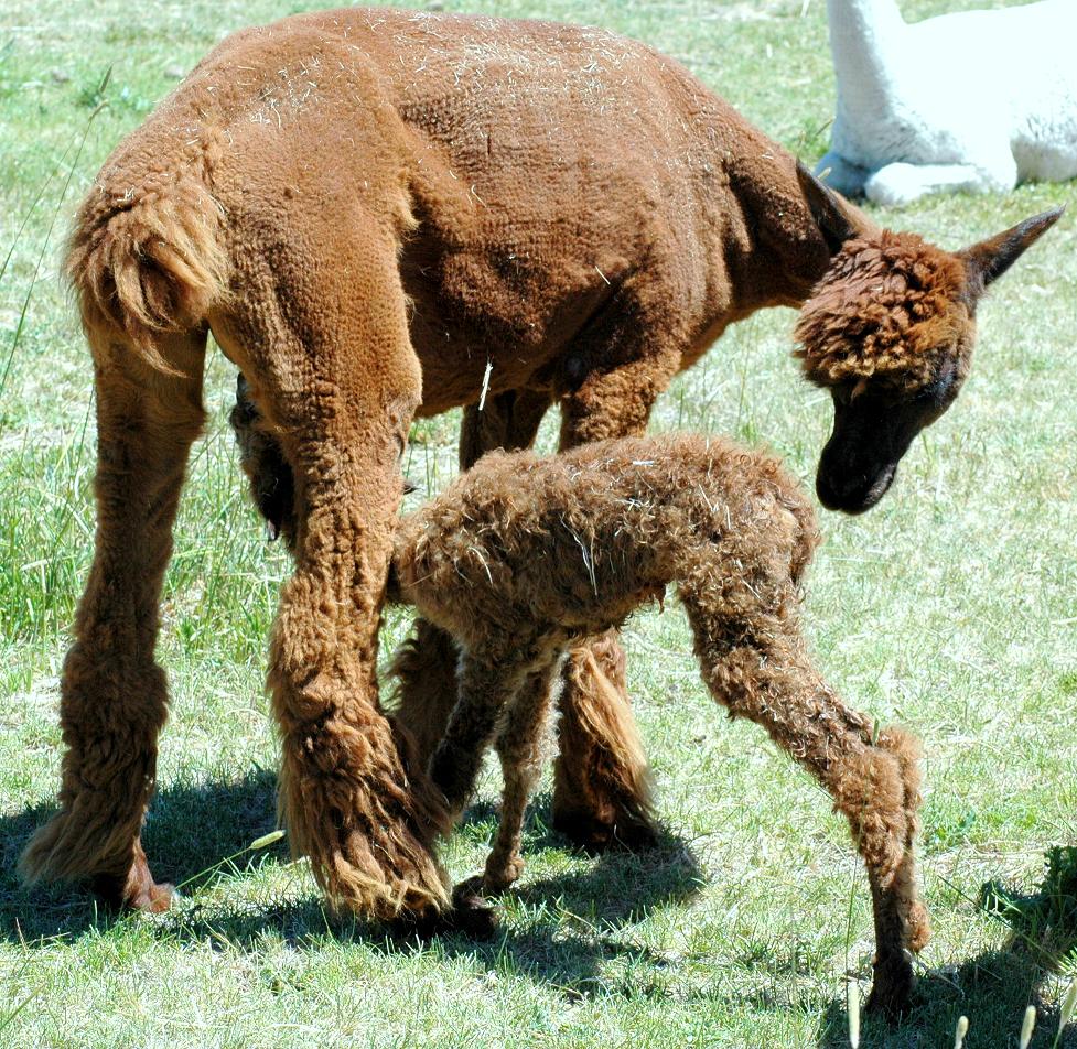 Feeding Cria – Alpacas of Montana