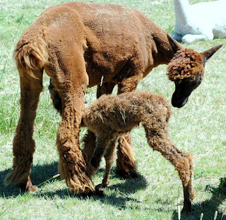 Feeding Cria – Alpacas of Montana