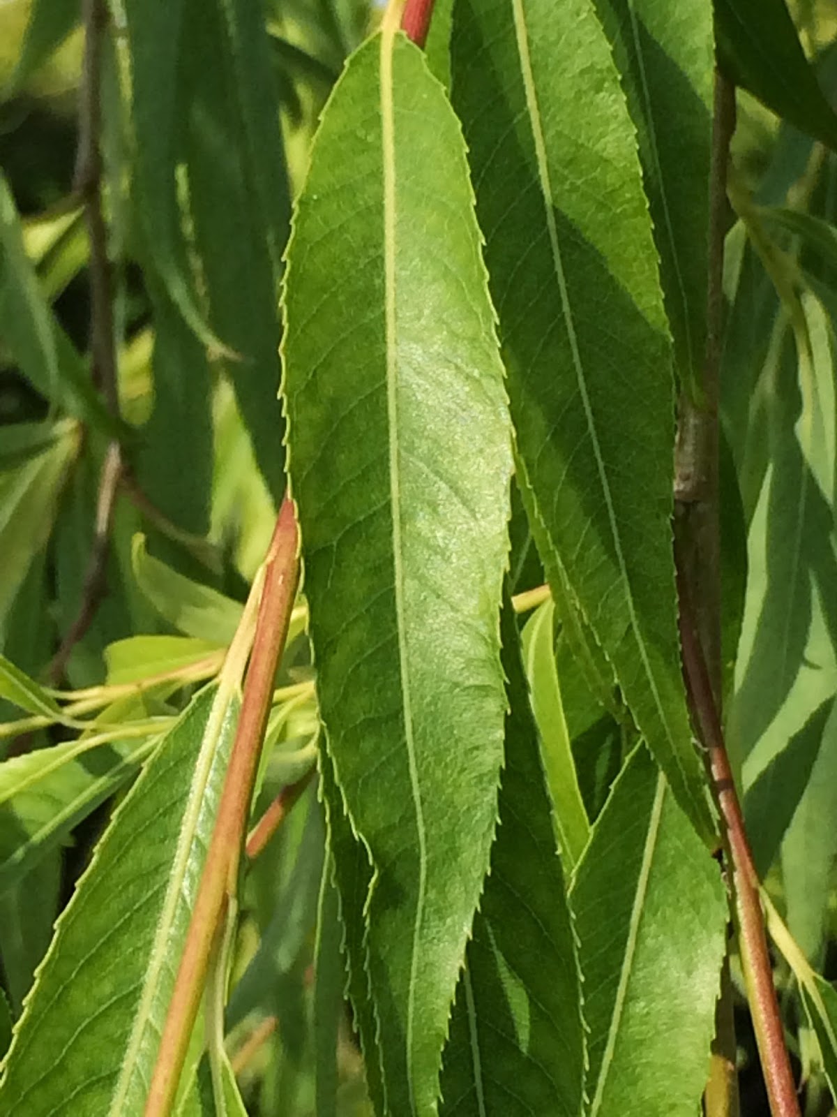 Salix Babylonica Characteristics at Cheryl Allison blog