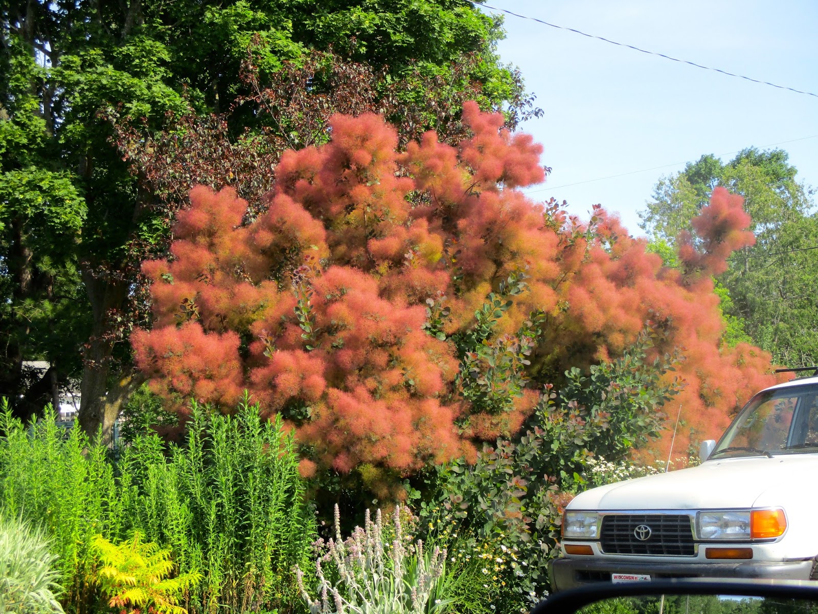 Art's Bayfield Almanac: SPECTACULAR SMOKETREES
