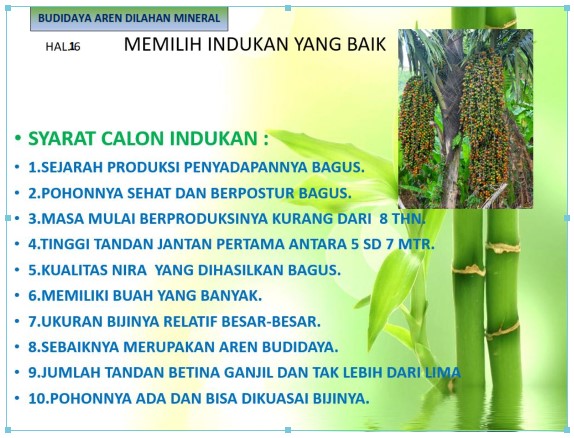 Budidaya Aren : Cara Menanam Aren Di Lahan Gambut