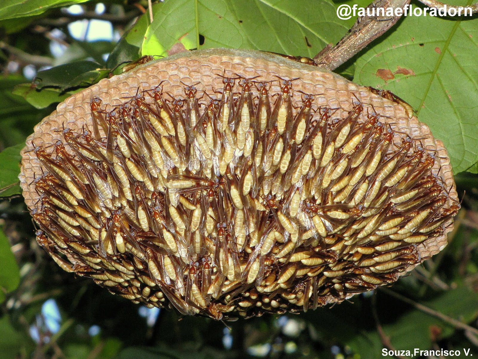 FAUNA E FLORA DO RN: Marimbondo-chapéu( Apoica sp.) a única vespa ...