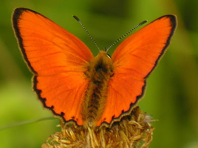 Variety of Life: Lycaena