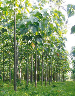 mudahnya menanam balsa