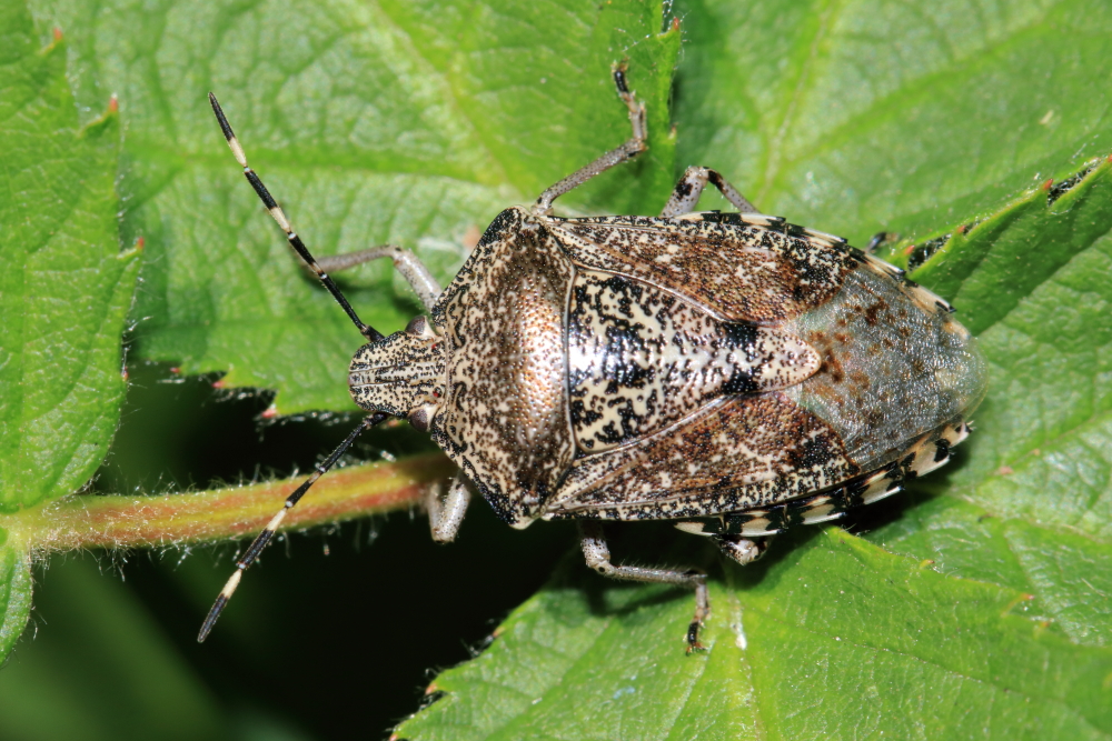 1000 Leidse soorten: Soort van de week 1: Grauwe schildwants ...