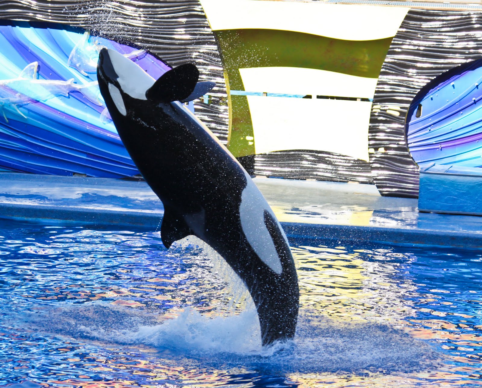 Emergency EXIF: Shamu