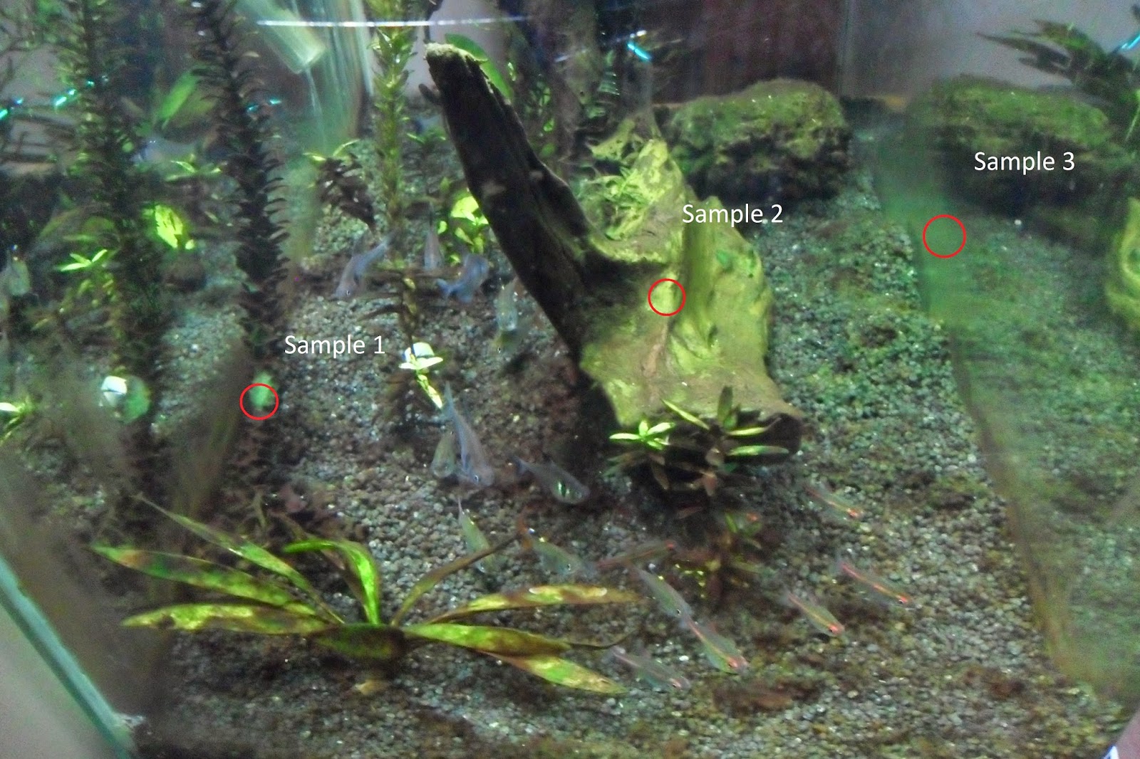 Two Years and Three Months of Cyanobacteria