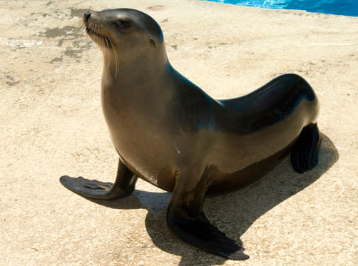 Perbedaan antara Anjing Laut, Singa Laut, Gajah Laut, & Walrus | RE Tawon