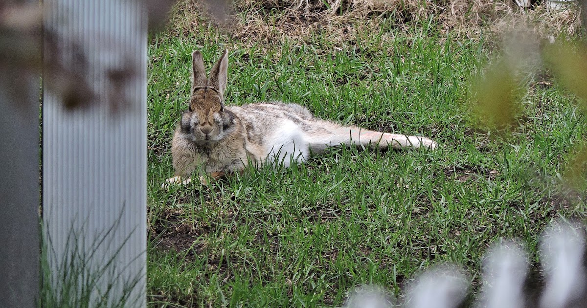 Carnet naturaliste: Poser un lapin