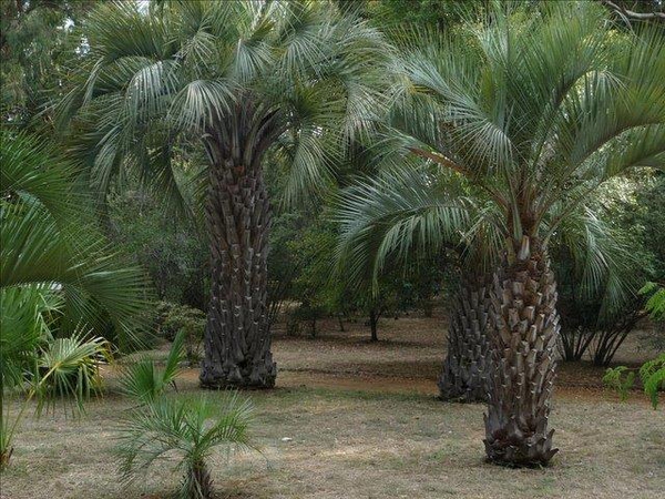 25 Jenis-Jenis Pohon Palem Hias Dan Nama Latin - TUKANG TAMAN SURABAYA