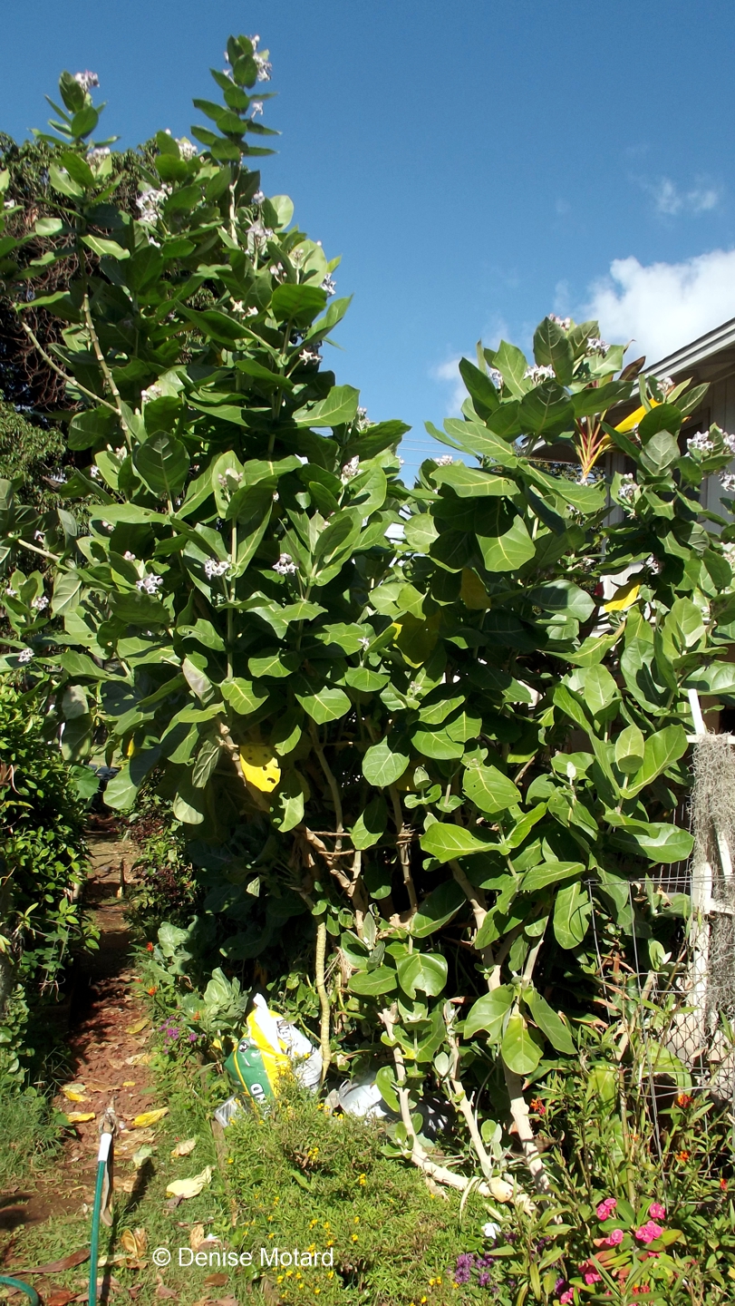DIAMOND HEAD COMMUNITY GARDEN