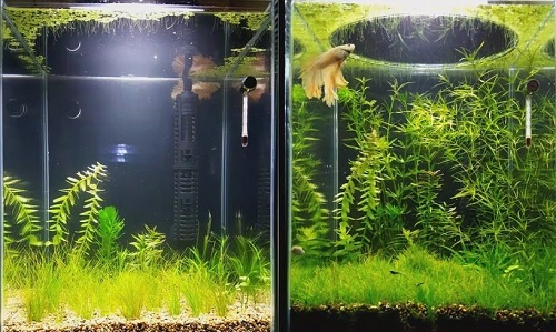 Setup Betta Fish Tank With No Filter