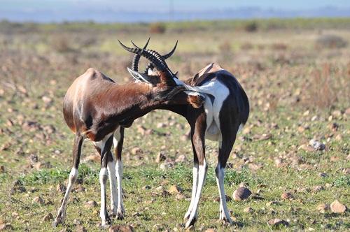 Bontebok Vs Blesbok