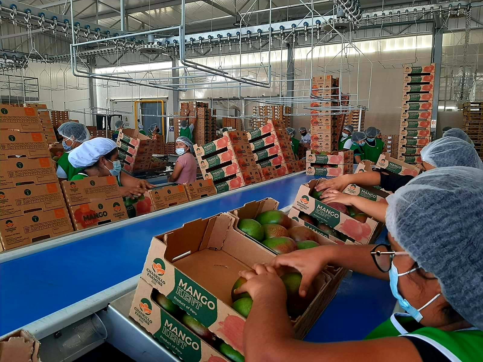 Exportación de Mango Vía Marítima | Chankillo Farmers Perú