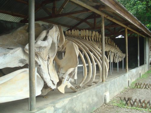 Warayblogger.com: Whale Skeleton in Silago, Southern Leyte -- the First ...