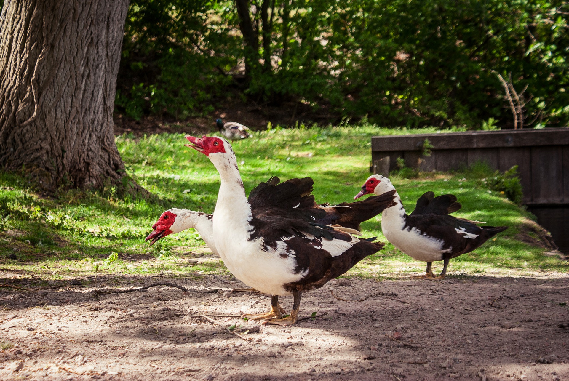 BALI DUCKS and MUSCOVY DUCKS Weight and Uses and Classifications