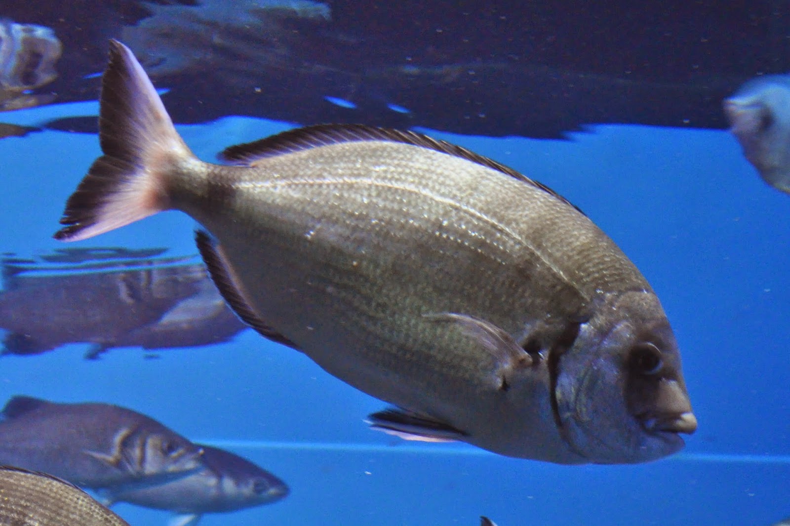 ZOOTOGRAFIANDO (6.100 ANIMALS): SARGO COMÚN / WHITE SEABREAM (Diplodus ...