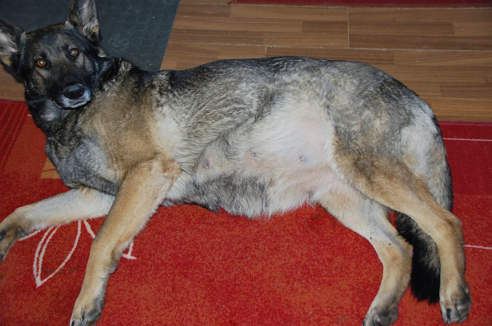 Kennel Webekhet's saksanpaimenkoiria: Kara ja iso maha