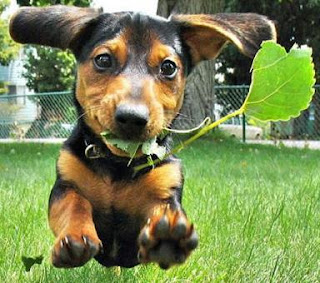 De Maestro a Aprendiz