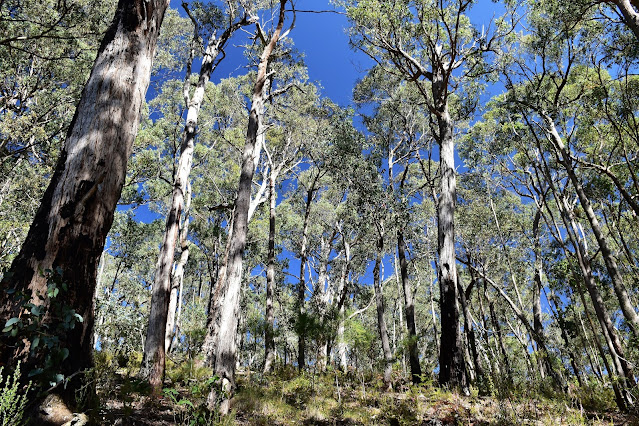Goin' Feral One Day At A Time: Whipstick Loop Walk, Wombat State Forest ...