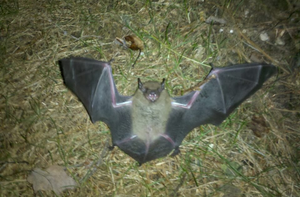 Precision Wildlife Services: Stoughton, Massachusetts Bat Removal