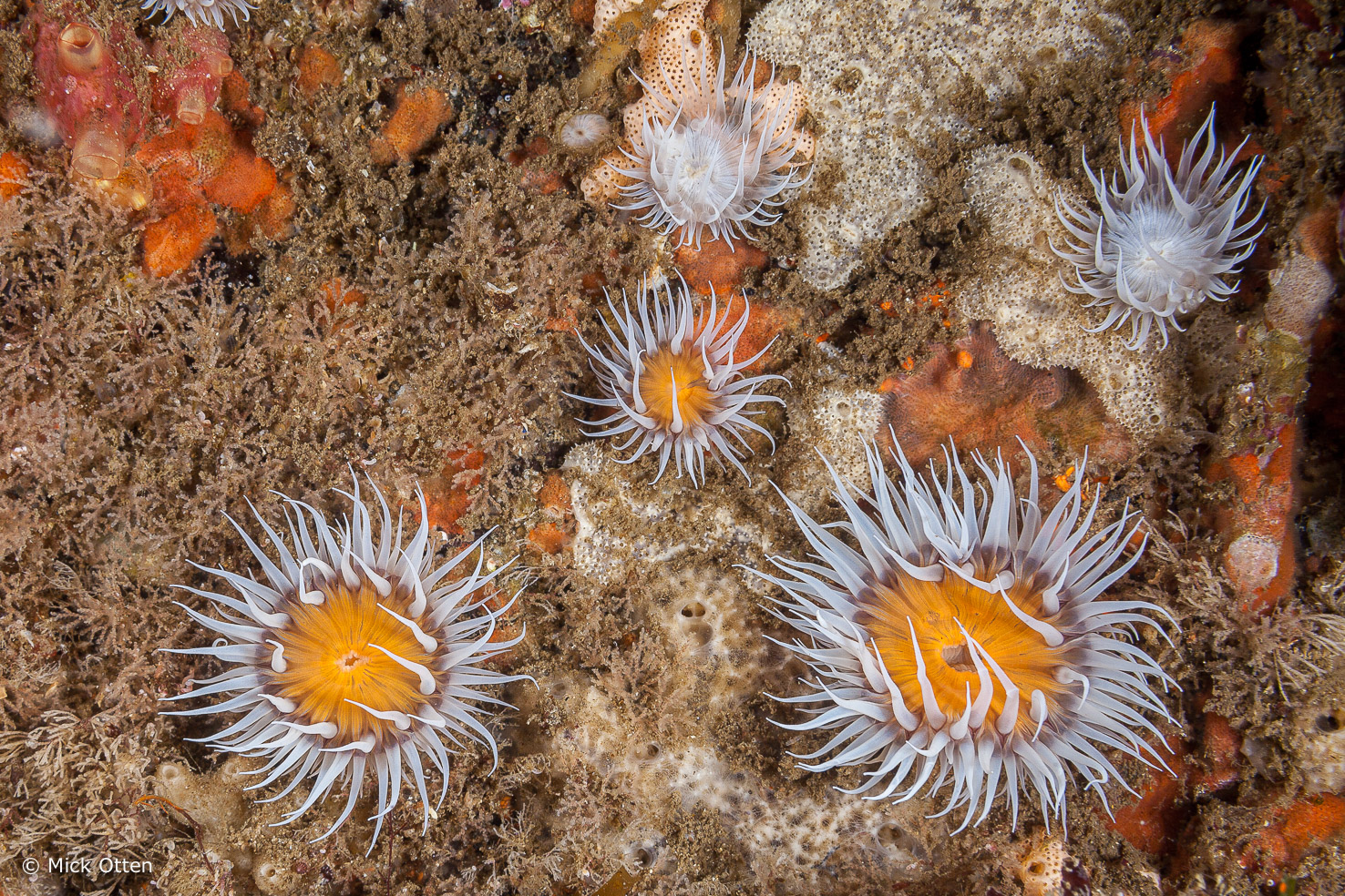 Mick's Marine Life: 3b2 Sea anemones - Zeeanemonen (Actinaria)