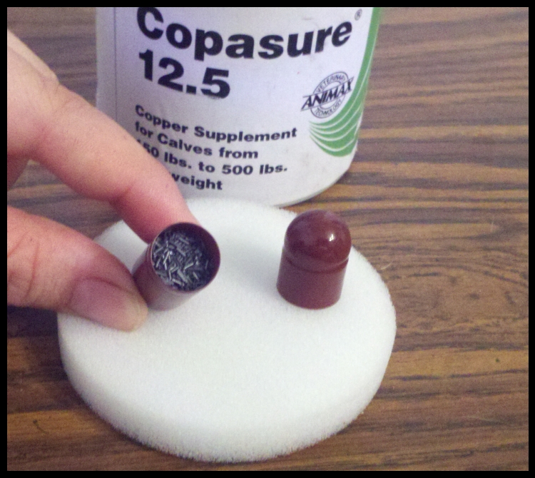 The Adventures of Noodleville: A Noodleville "How To": Copper Bolusing