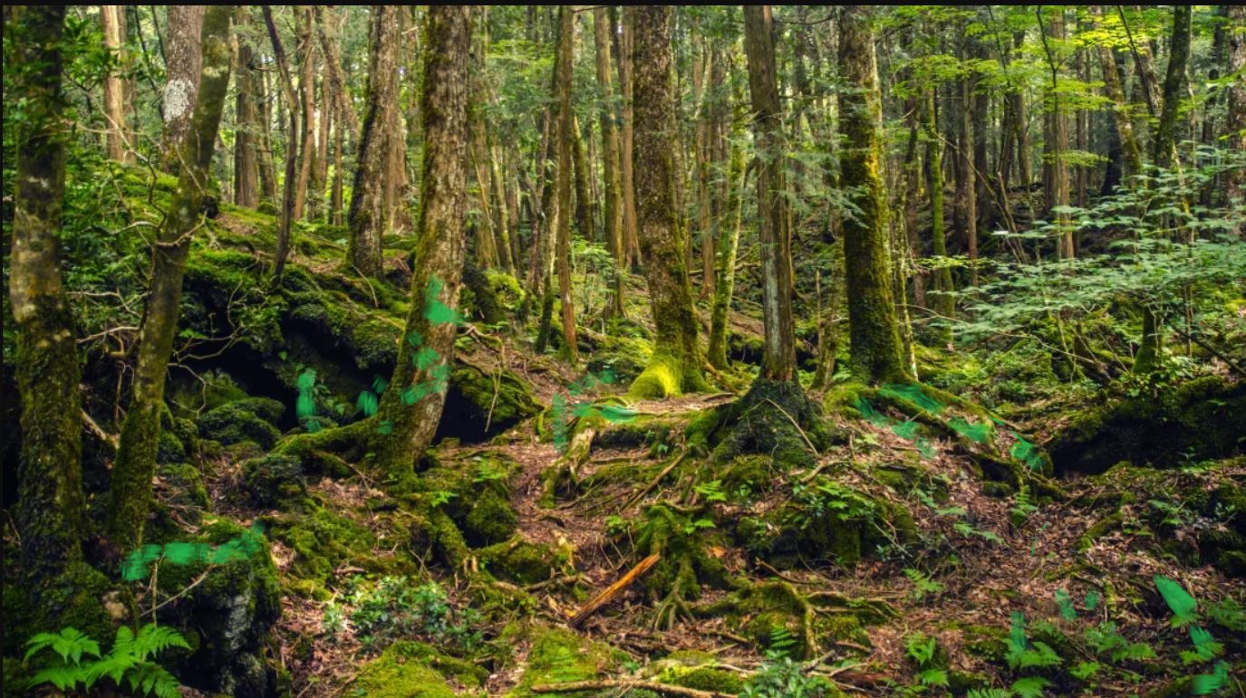 What is the Mystery behind the Aokigahara Suicide Forest? - Short Writing