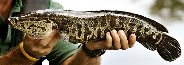 The Fisheries Blog: Get to Know an Introduced Species: Northern Snakehead