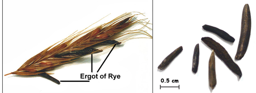 Halusinasi Karena Ergot? Ketahuilah Faktanya!