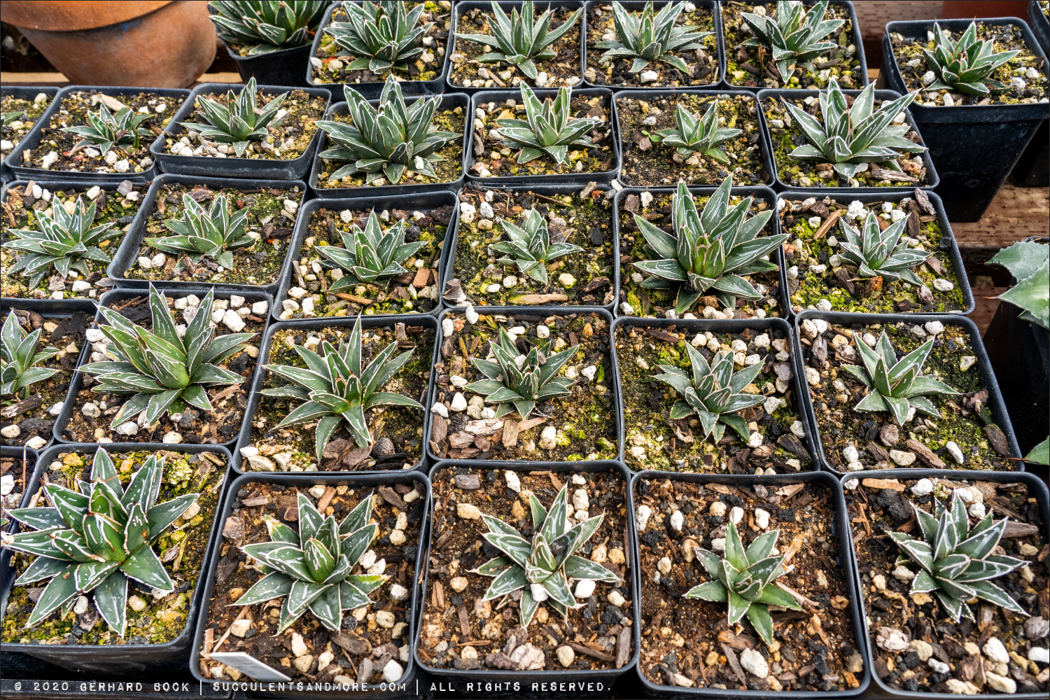 Jeremy Spath's Hidden Agave Ranch: the greenhouse