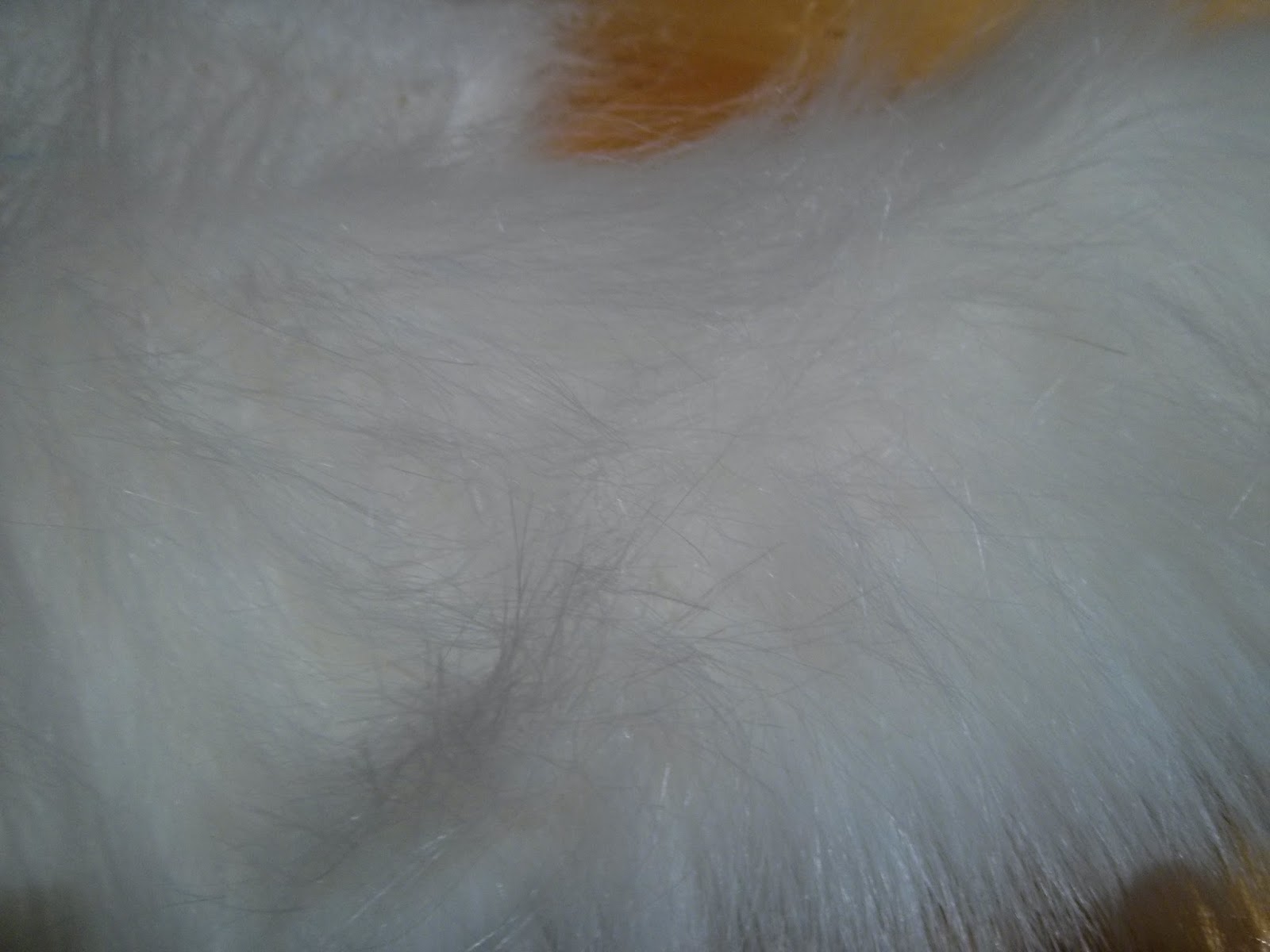 Poisonedkitty: Fun with Fur