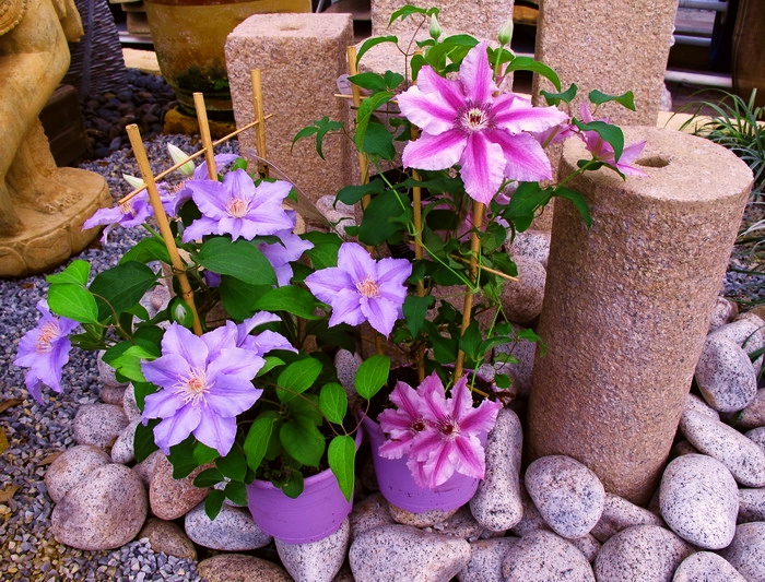 Plantas y flores: Clematis spp.