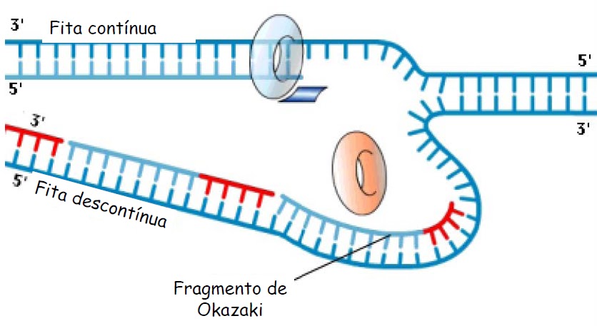 A Biologia Inovando: A replicação do DNA.